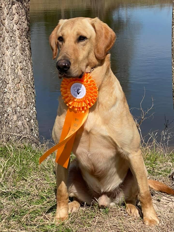 Labrador Retriever Stud Dog