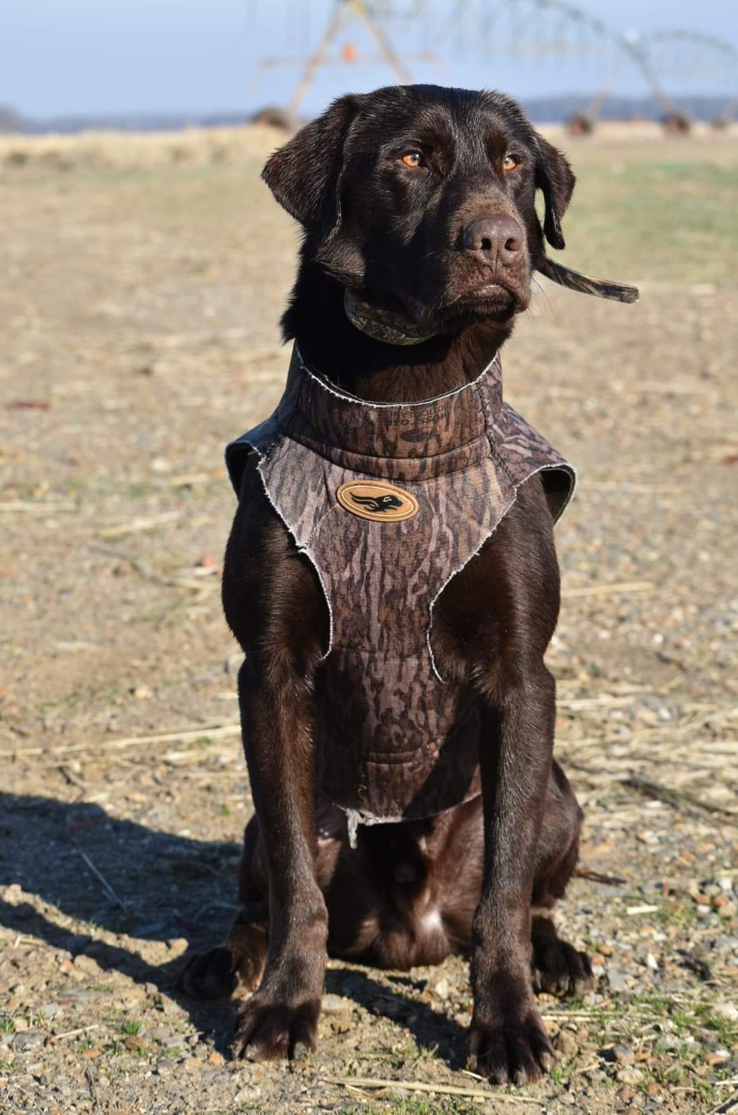 Labrador Retriever Stud Dog