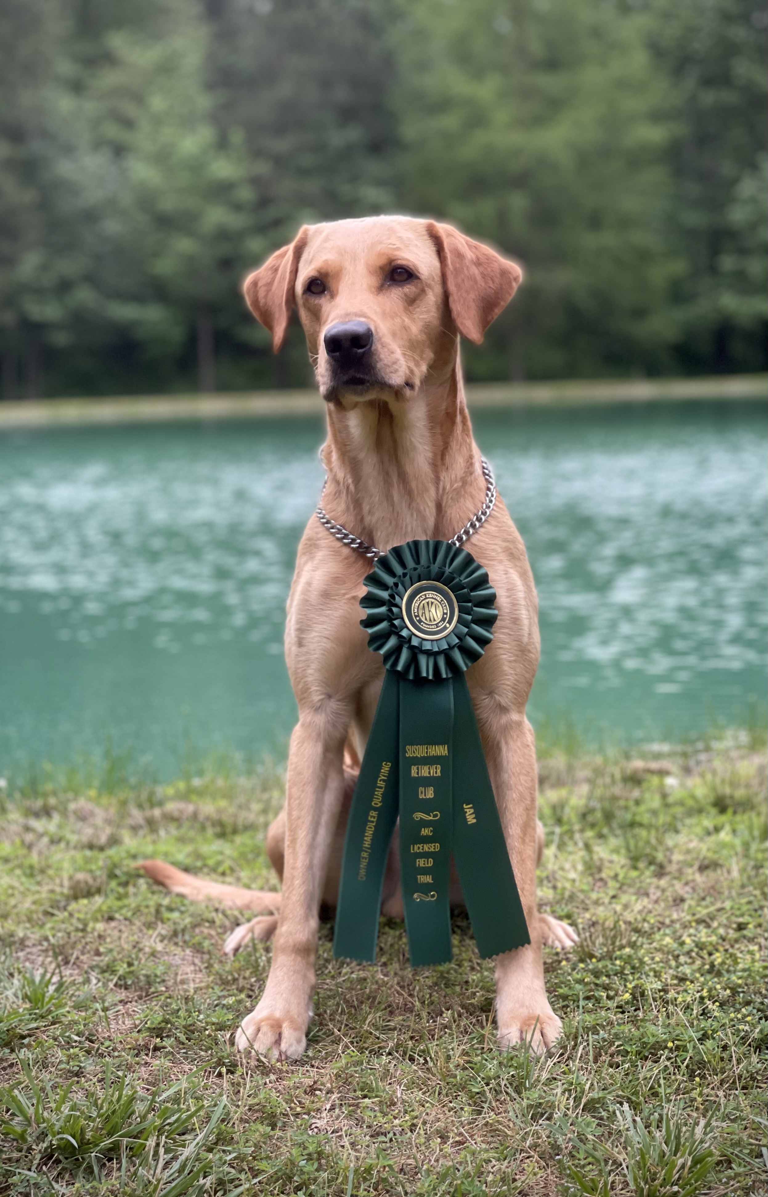 Labrador Retriever Stud Dog
