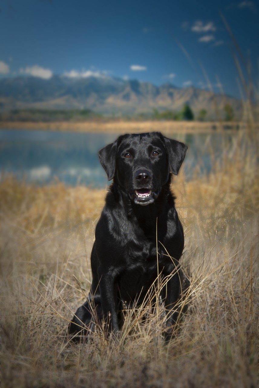 Labrador Retriever Stud Dog
