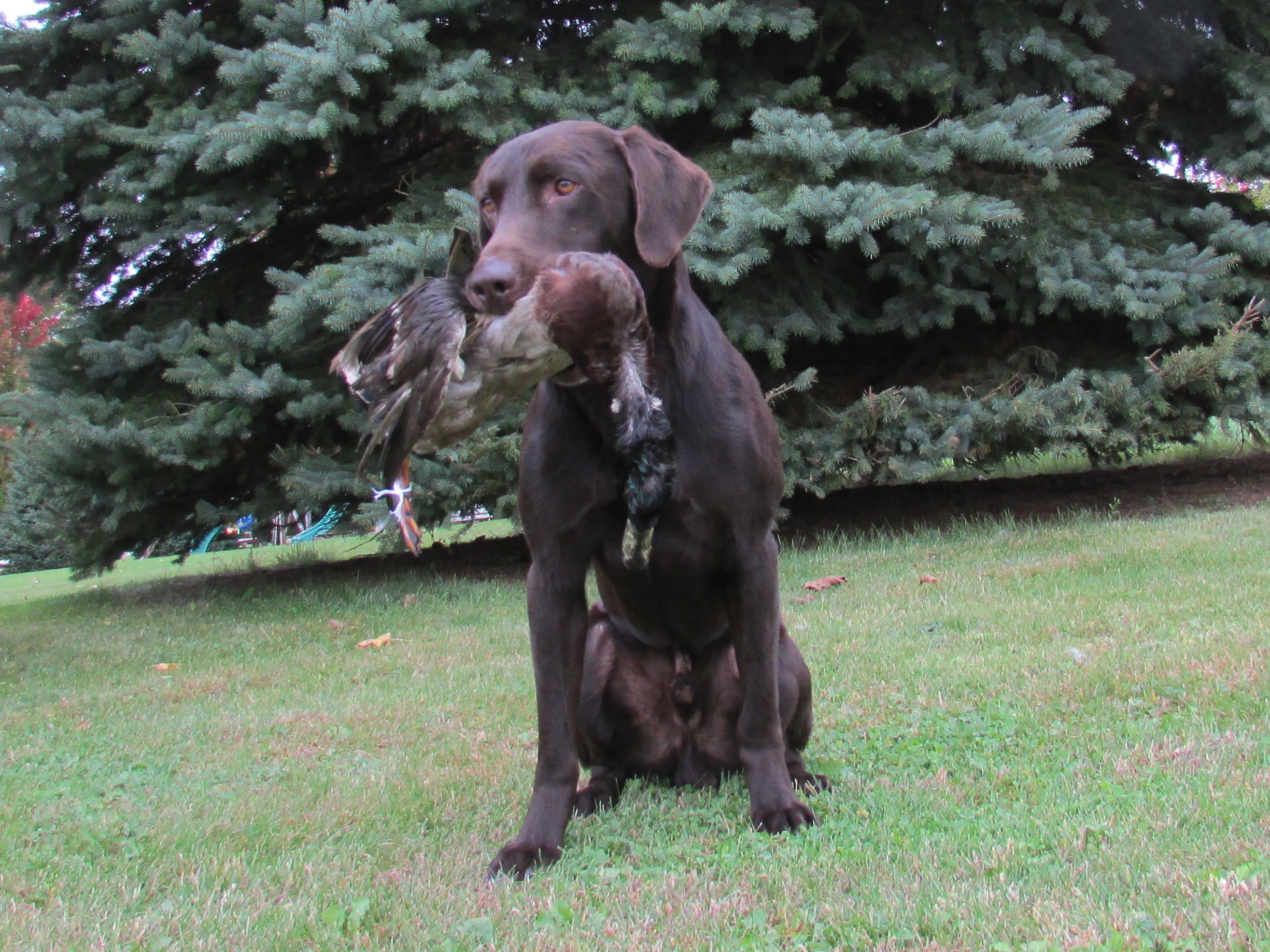 Labrador Retriever Stud Dog