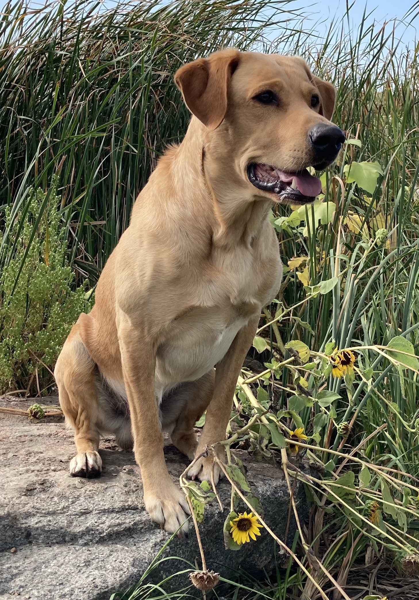 Labrador Retriever Stud Dog