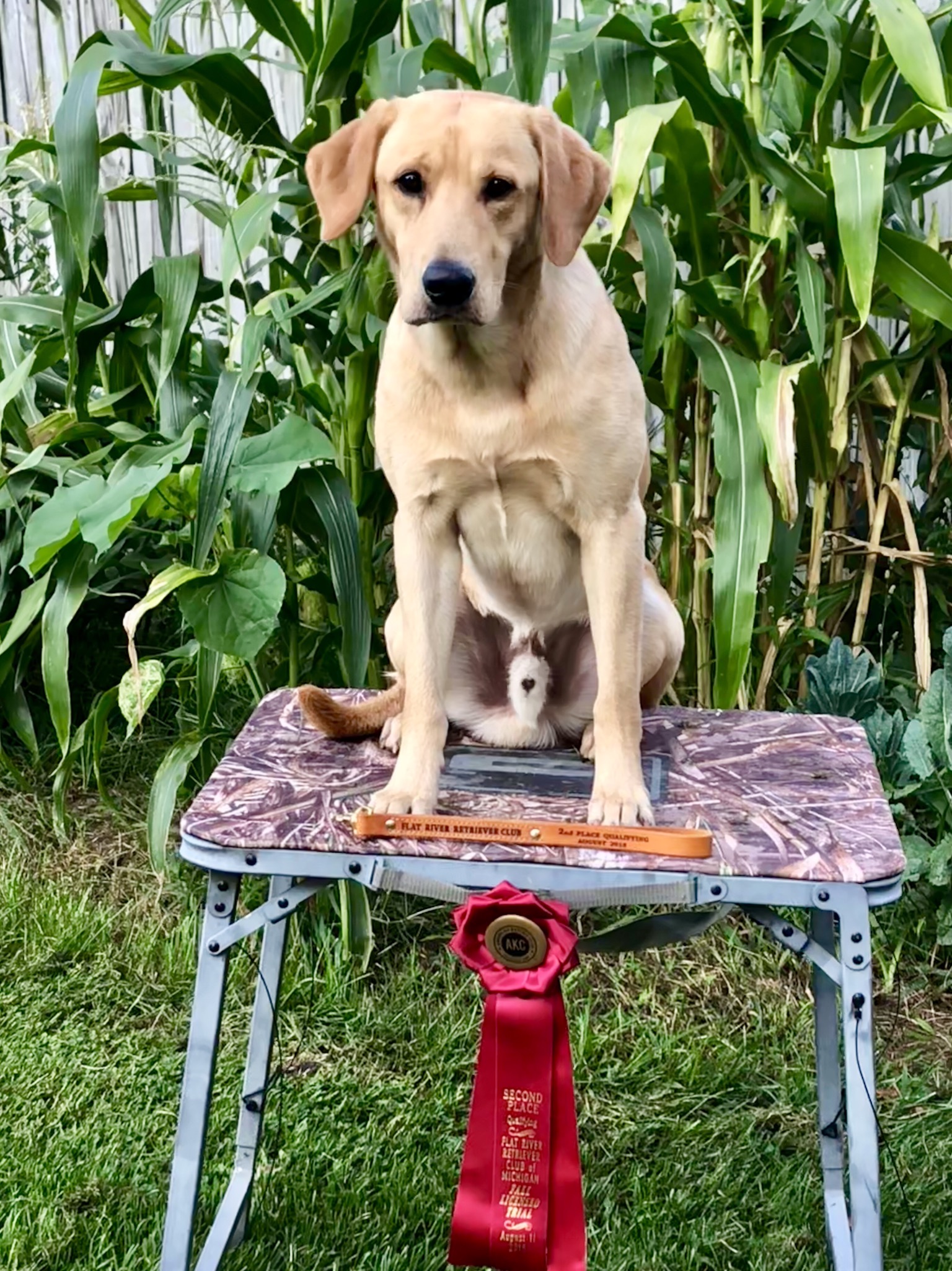 Labrador Retriever Stud Dog