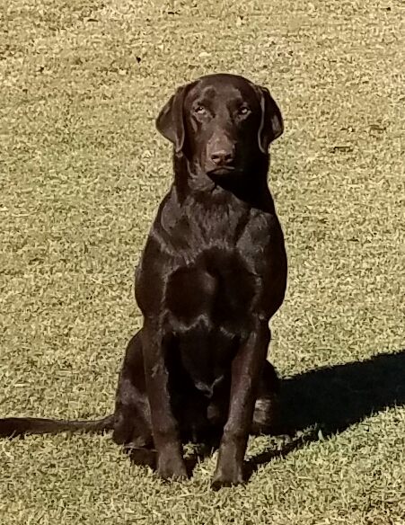 Labrador Retriever Stud Dog